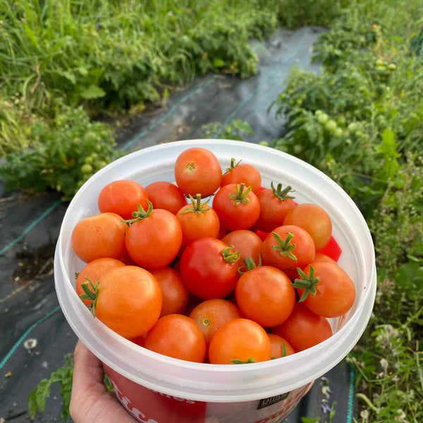 Tomate Red Robin- Plant miniature - Semences – Le Jardin de Julie