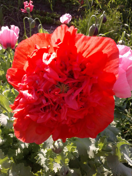 Pavot rose de mon voisin - Semences – Le Jardin de Julie