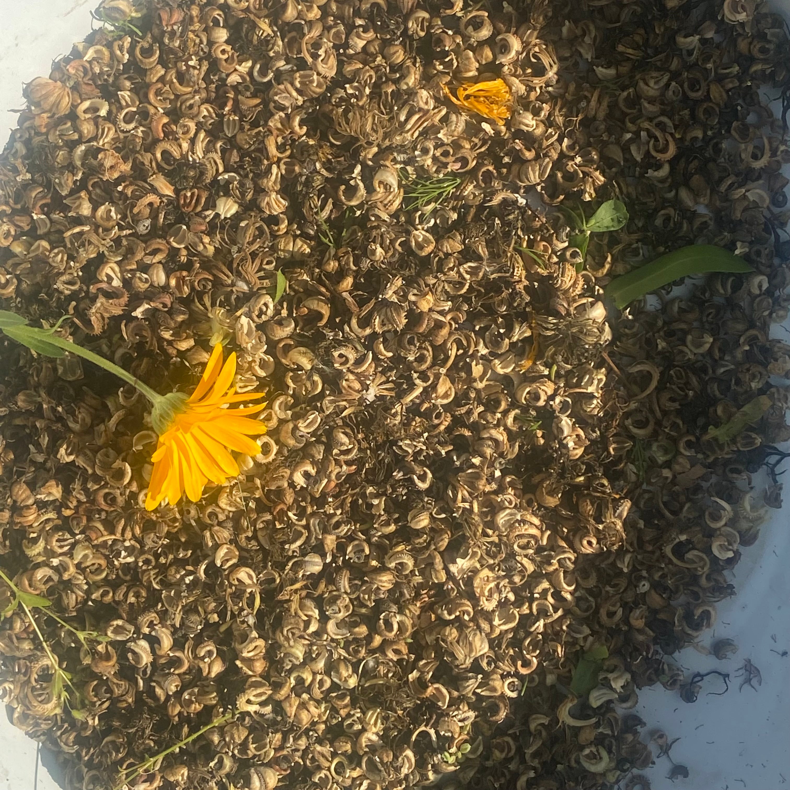 Resina Calendula - Medicinal & Edible - Seeds – Le Jardin de Julie