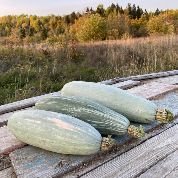 Courge Guatemalan Blue Banana - Semences – Le Jardin de Julie