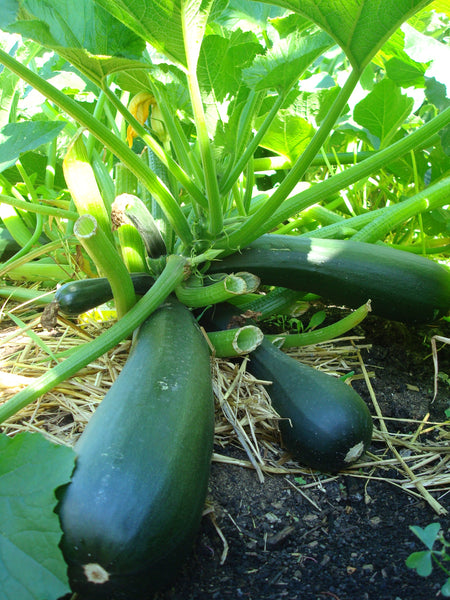 Black Beauty Zucchini - Seeds – Le Jardin de Julie