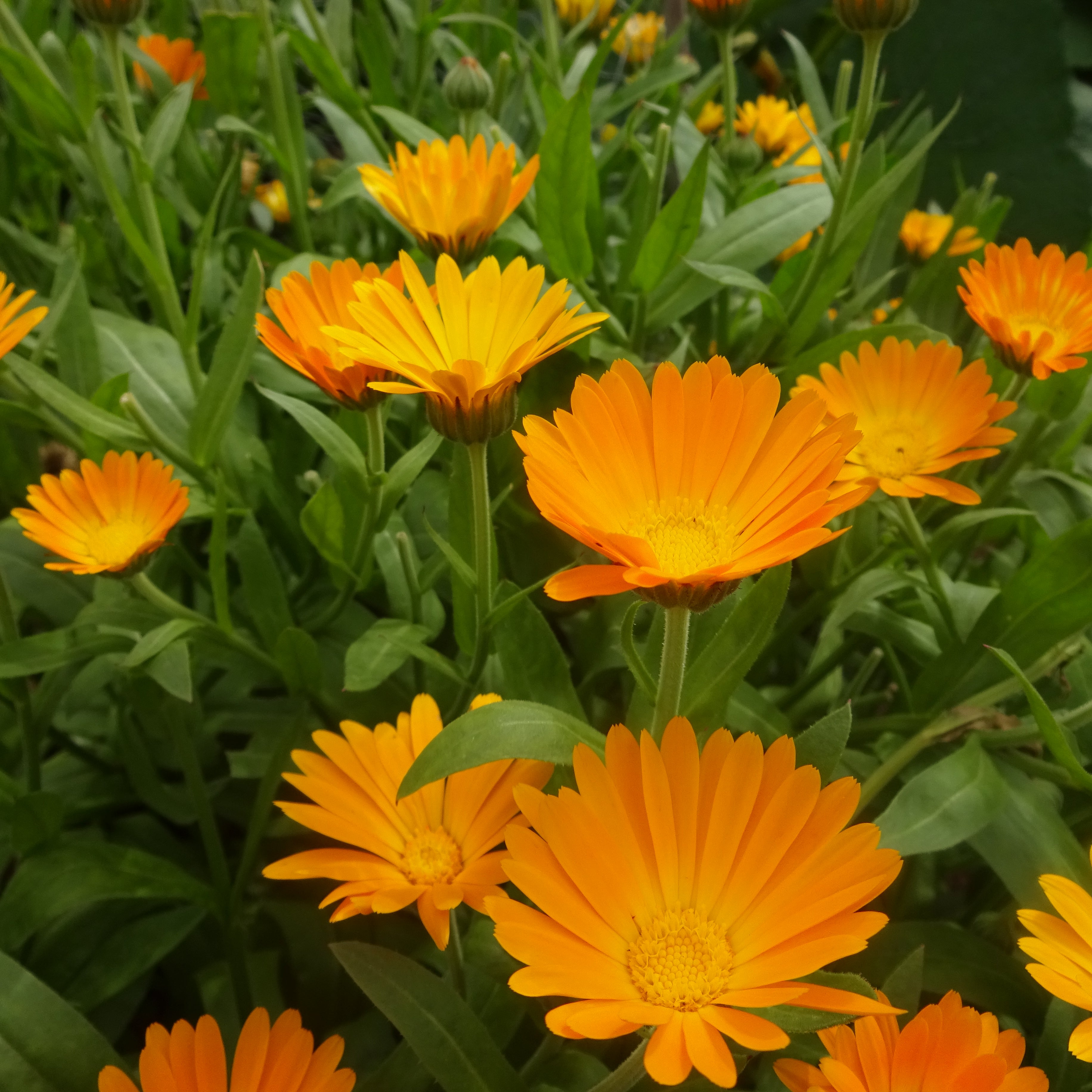 Resina Calendula - Medicinal & Edible - Seeds – Le Jardin de Julie