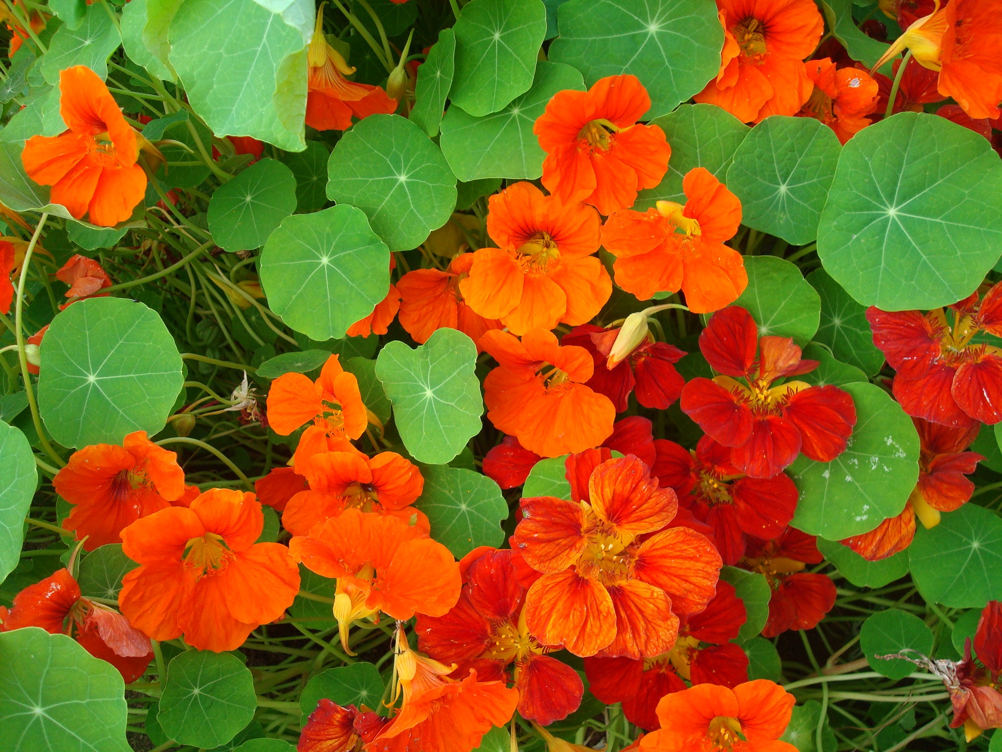 Capucine - Semences – Le Jardin de Julie