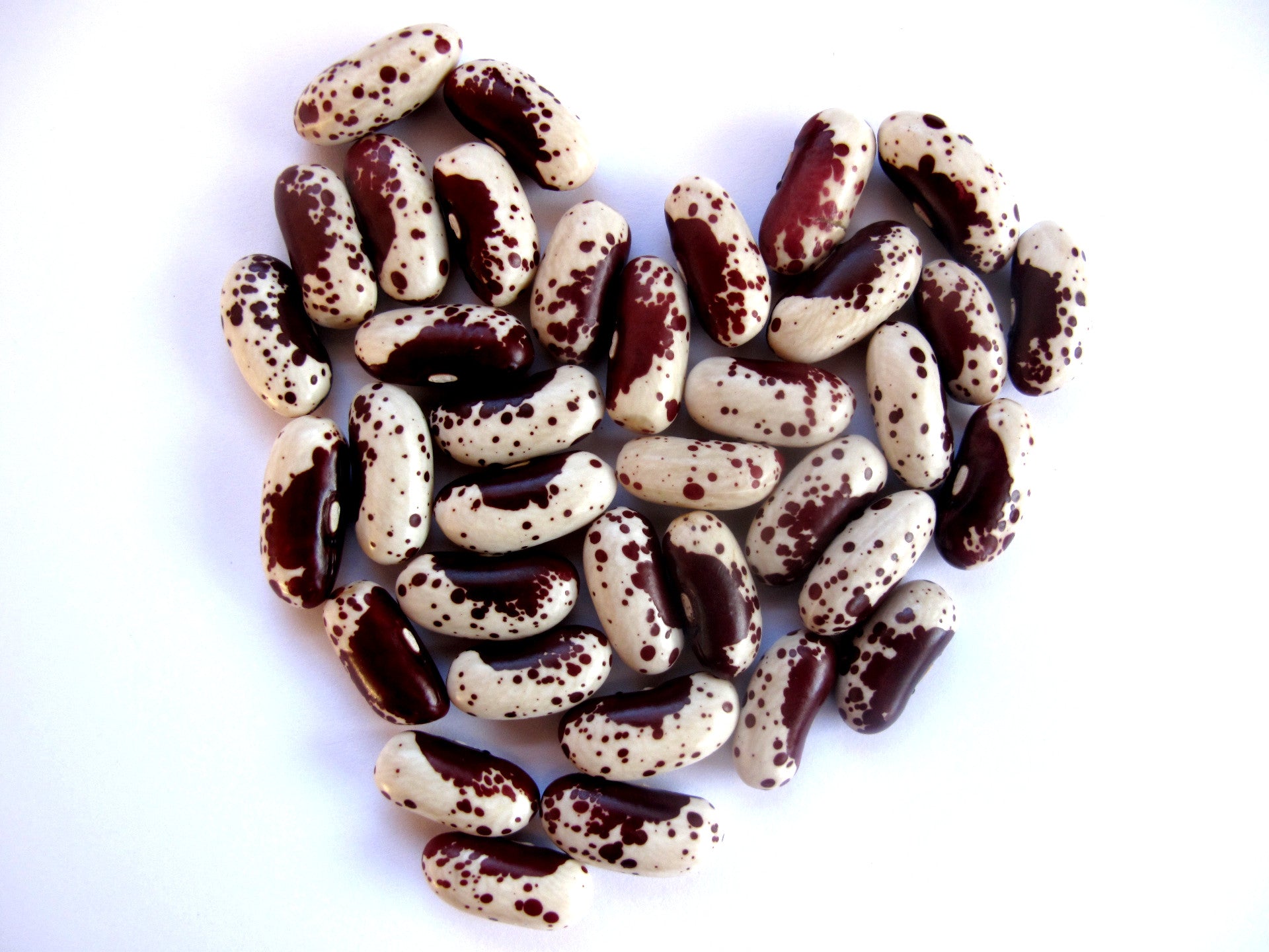 Jacob's Cattle Bean - Seeds – Le Jardin de Julie