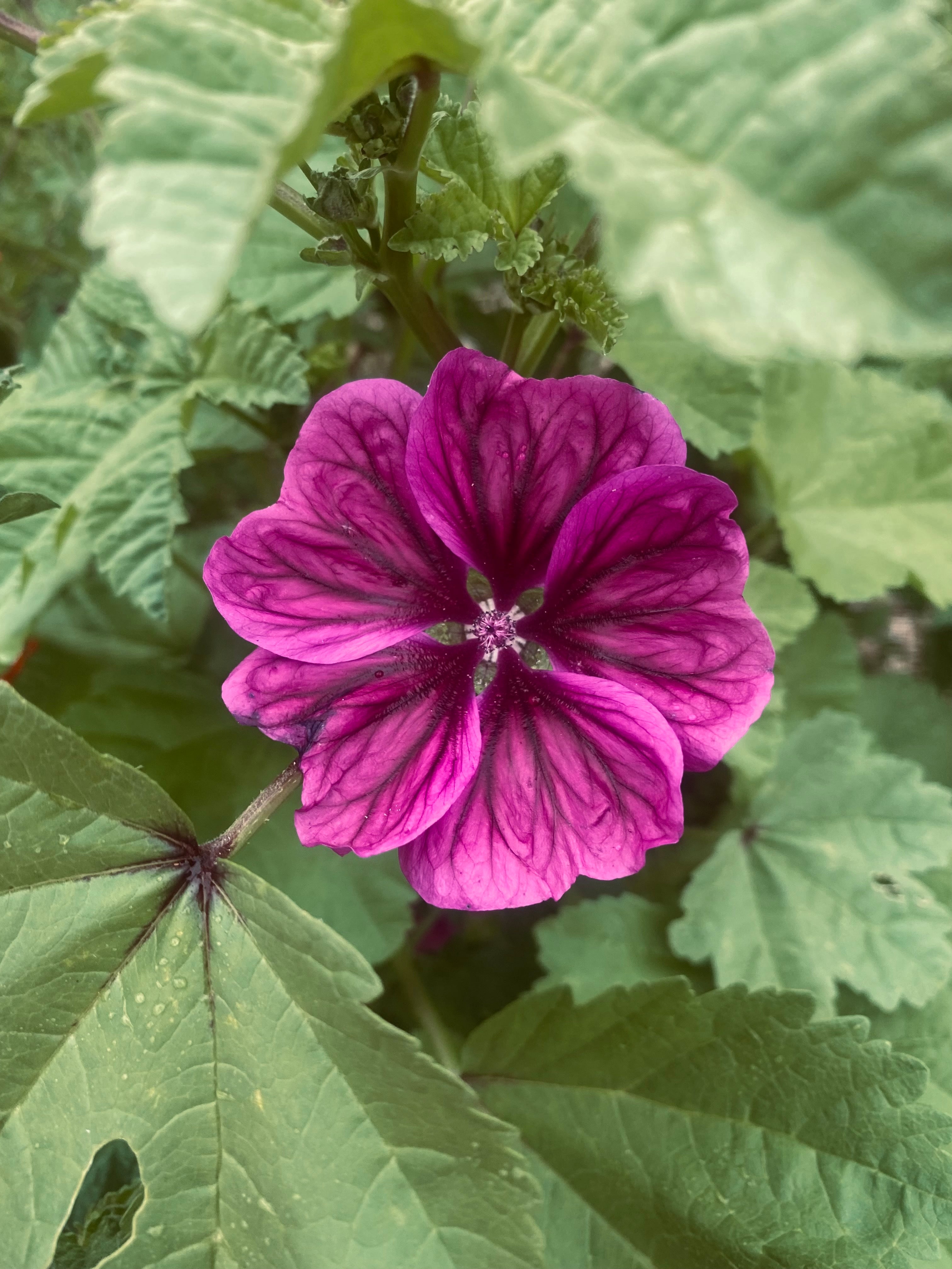 Mauve de Mauritanie - Semences – Le Jardin de Julie