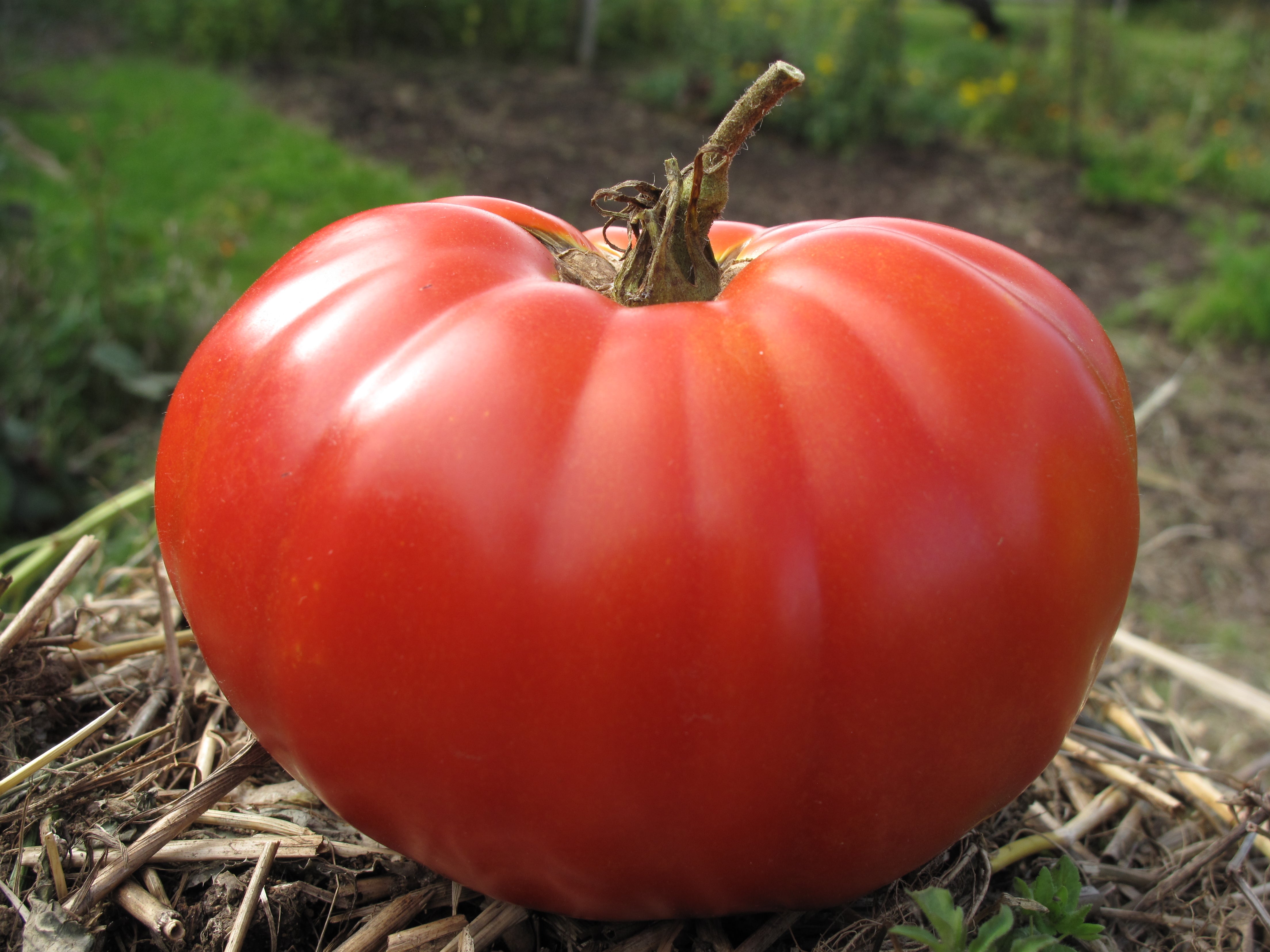 Tomate Moskovich - La championne de toutes conditions! - Semences – Le ...