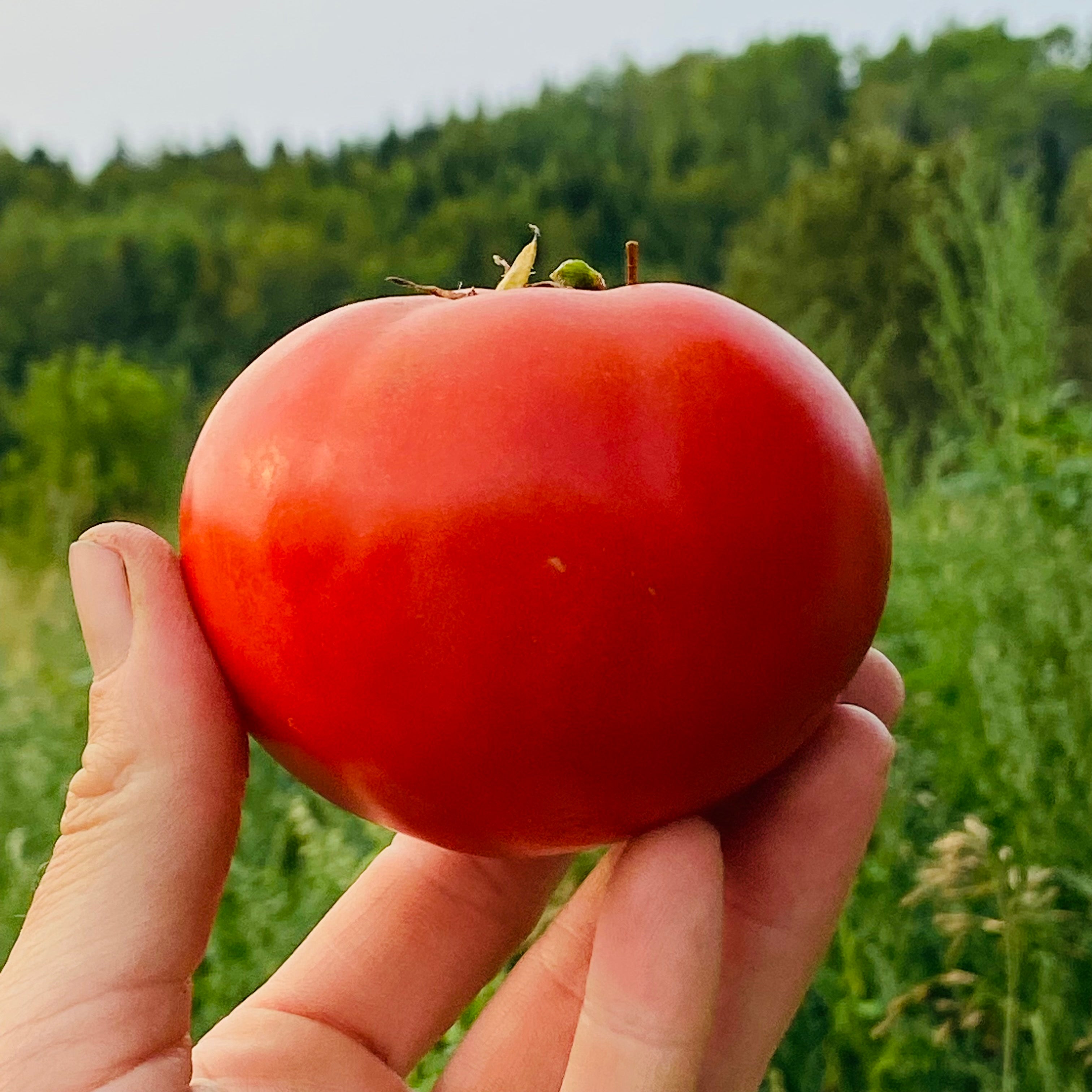 Tomate Campbell Paste - Semences – Le Jardin de Julie