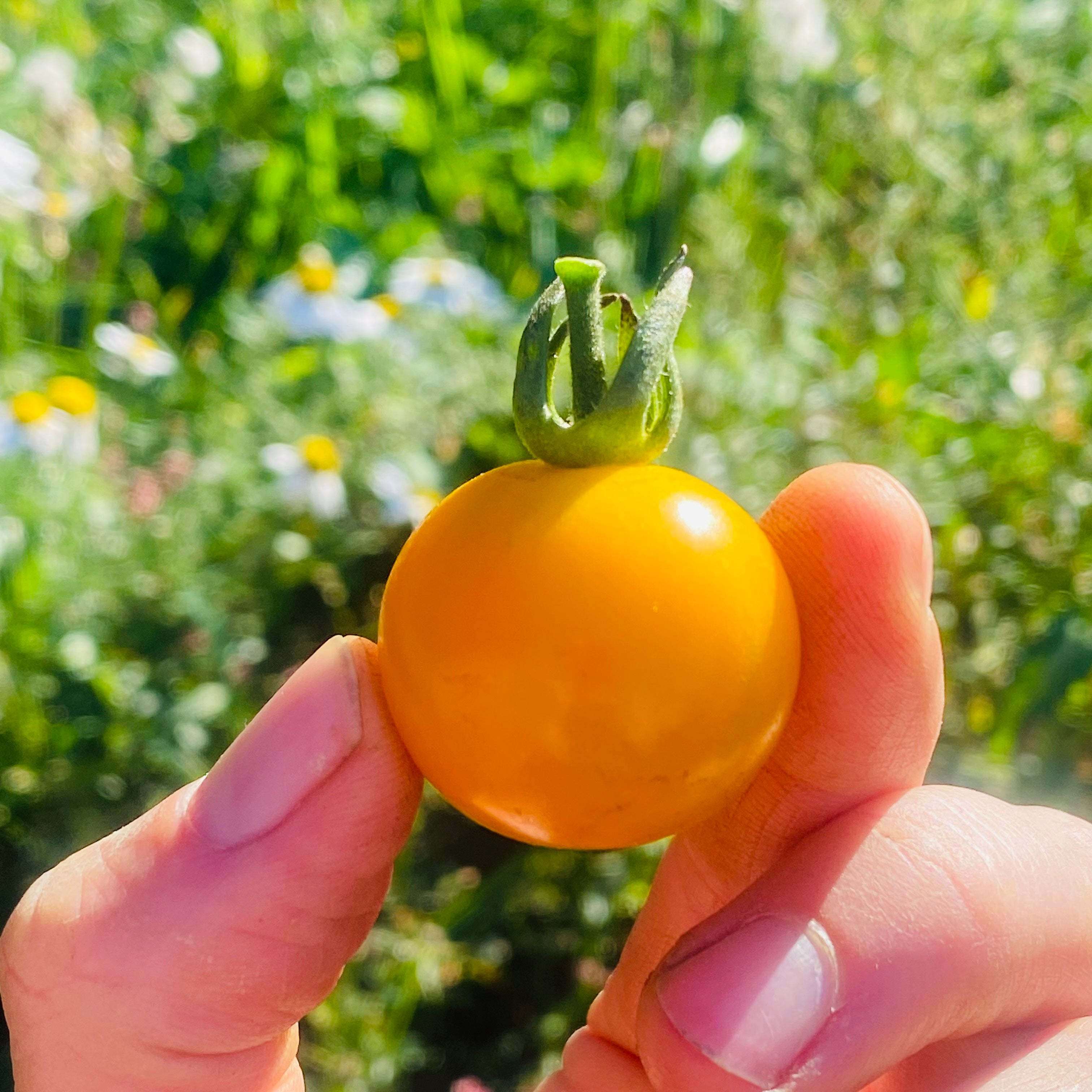 Sundrop Tomato - Seeds – Le Jardin de Julie