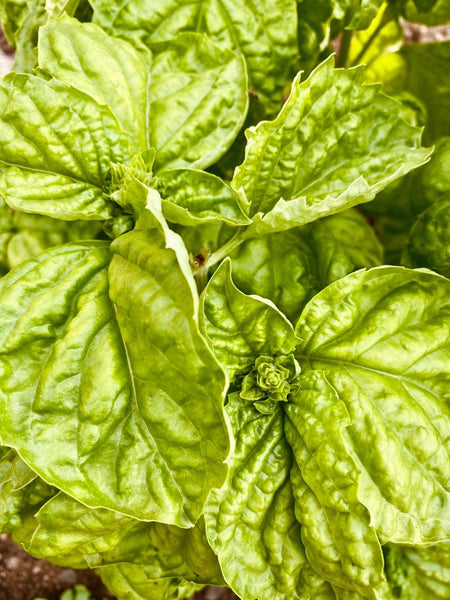 Toscano Basil - Seeds – Le Jardin de Julie