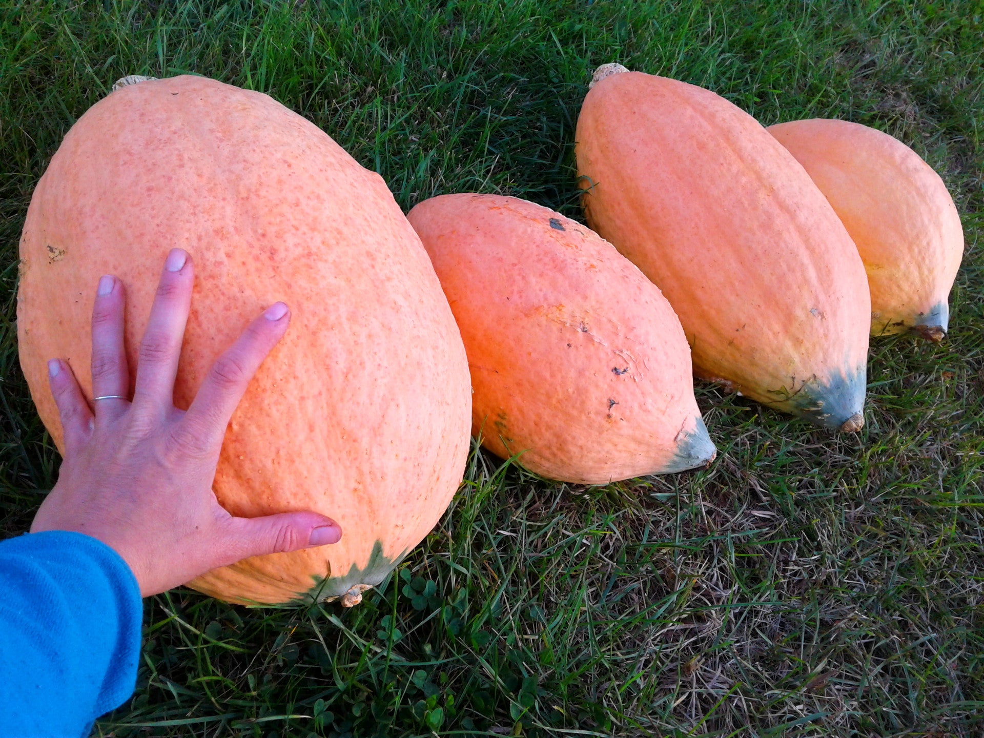 Arikara Squash - Seeds – Le Jardin de Julie