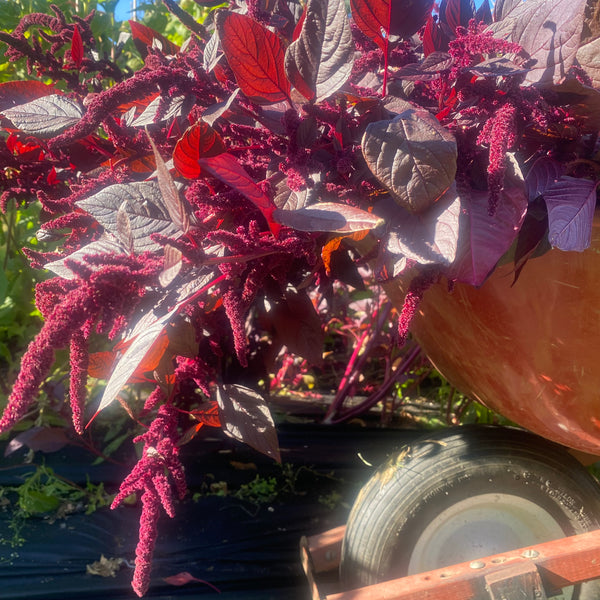 Hopi Red Dye Amaranth - Seeds – Le Jardin de Julie