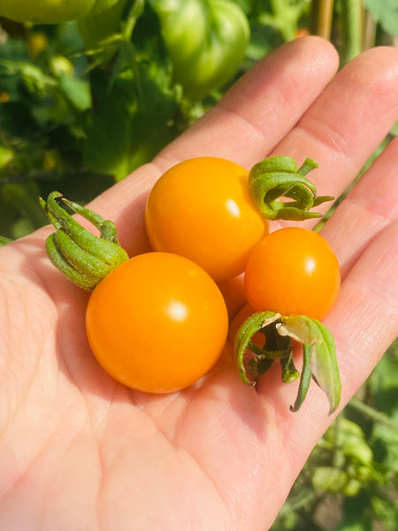 Sundrop Tomato - Seeds – Le Jardin de Julie