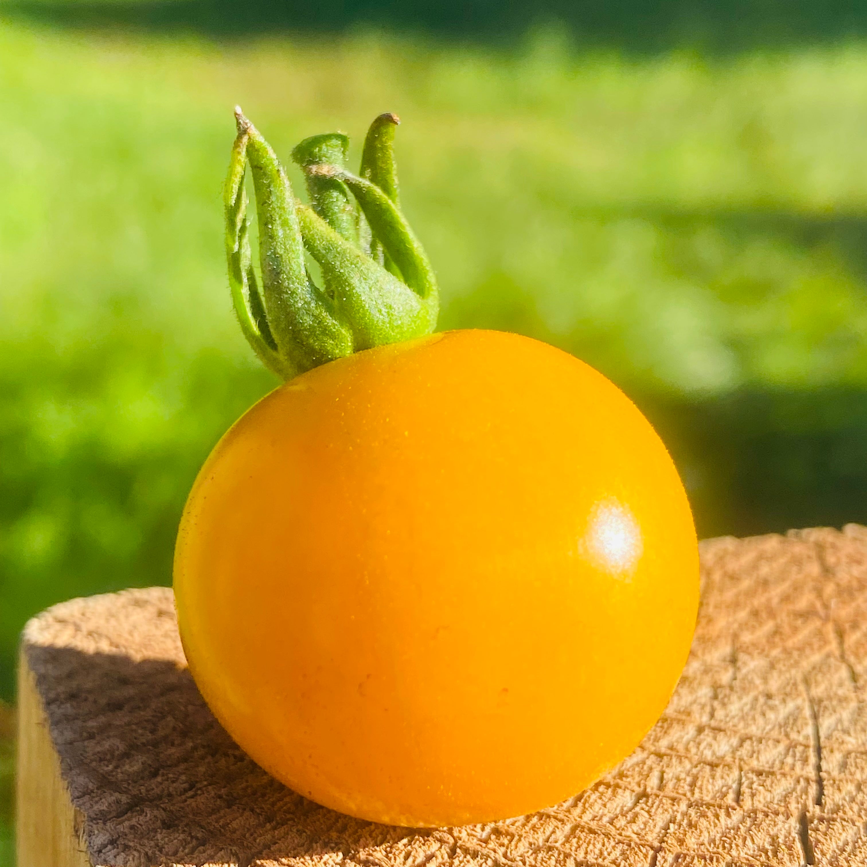 Sundrop Tomato - Seeds – Le Jardin de Julie