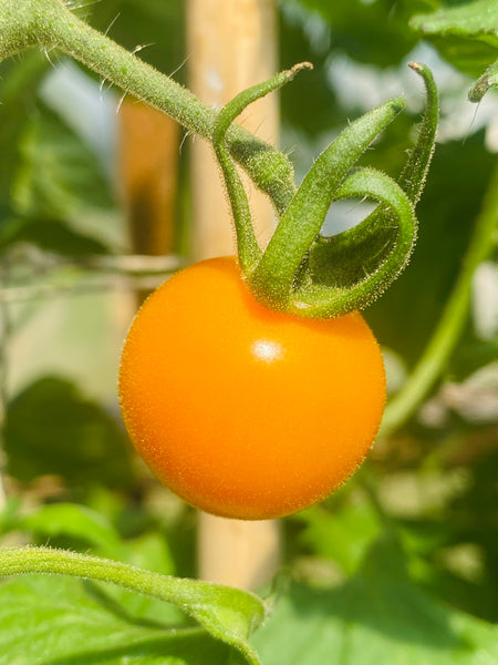 Sundrop Tomato - Seeds – Le Jardin de Julie